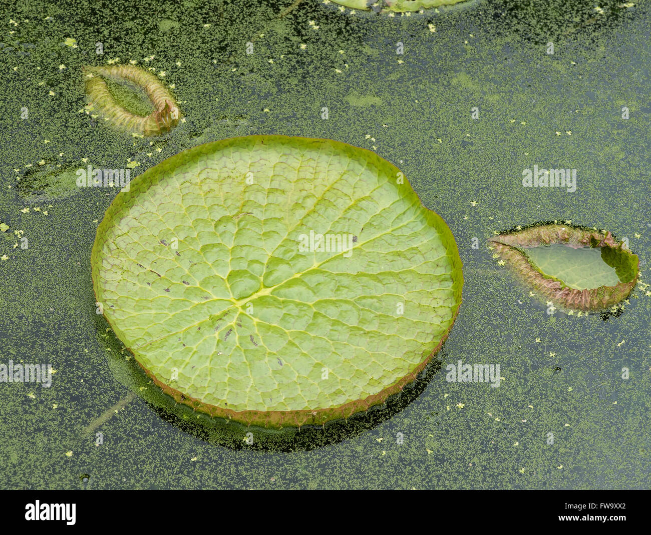 Huge floating lotus,Giant Amazon water lily,Victoria amazonia Stock ...