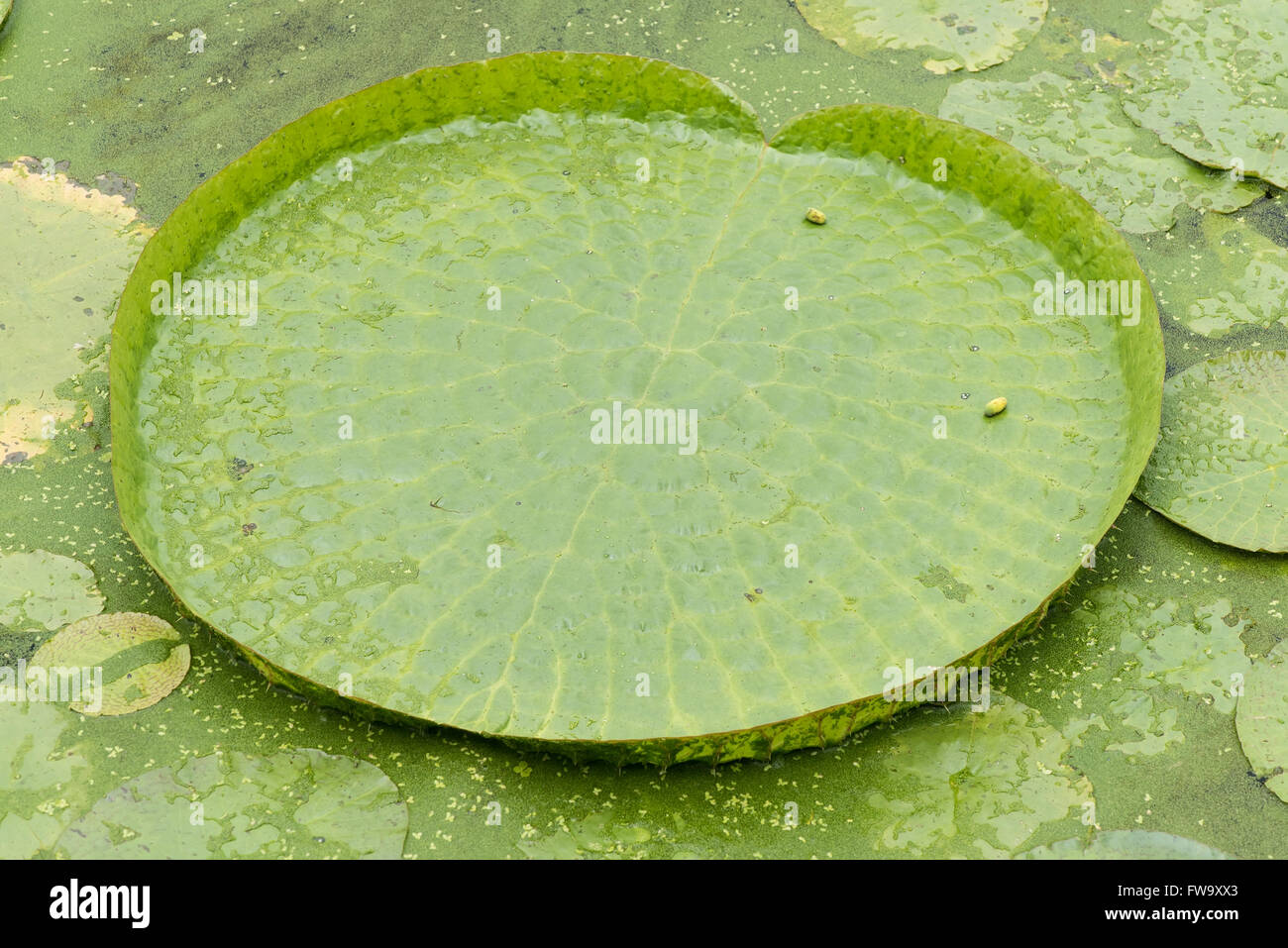Huge floating lotus,Giant Amazon water lily,Victoria amazonia Stock ...