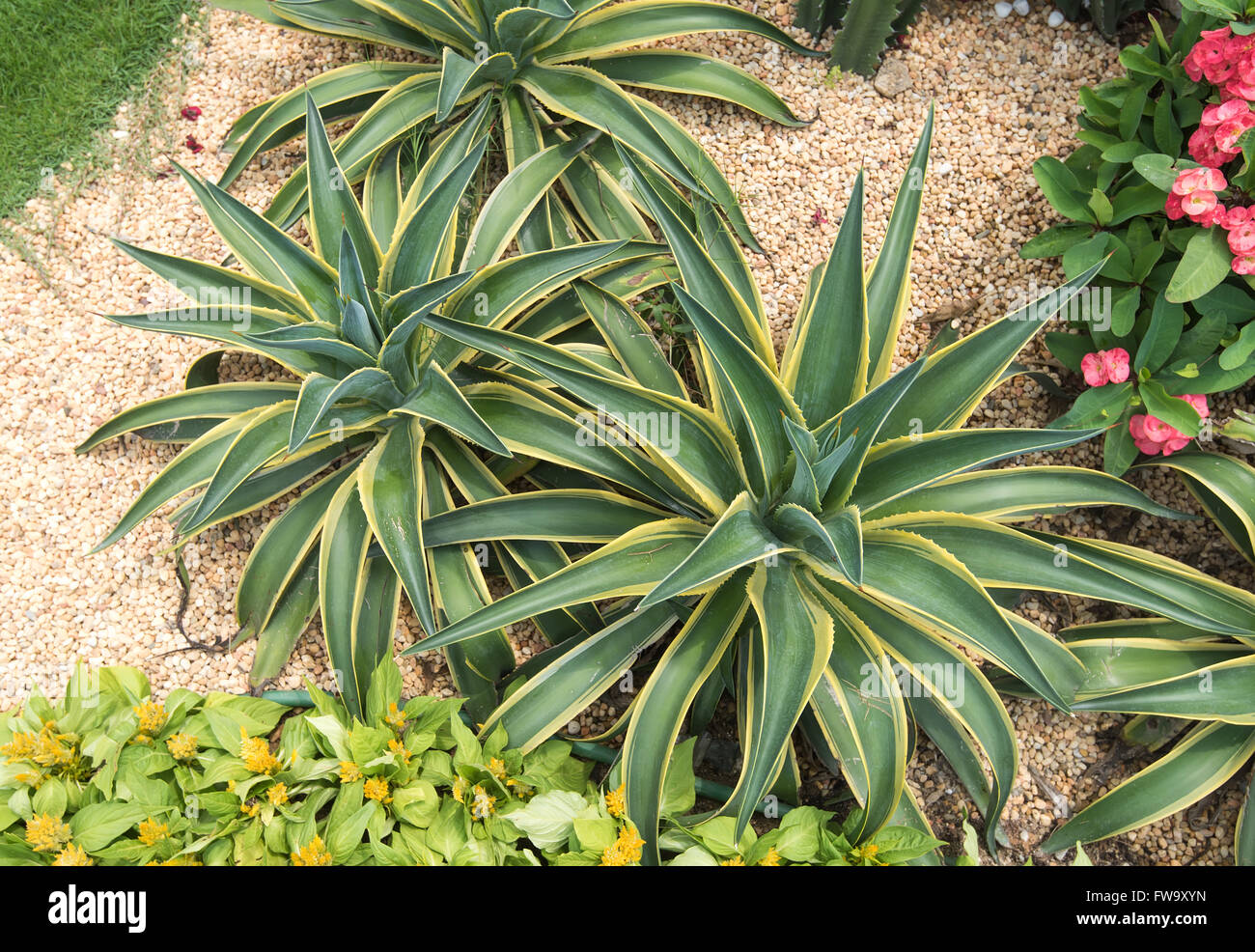 Sharp pointed agave plant leaves Stock Photo - Alamy