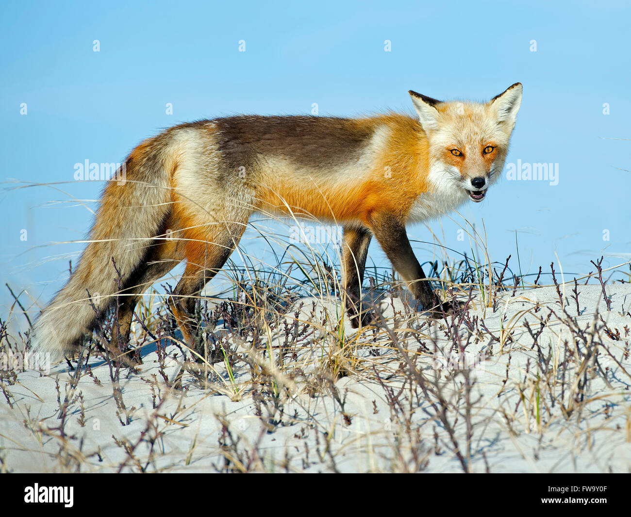 Red Fox on Beach Sand Dunes Stock Photo - Alamy