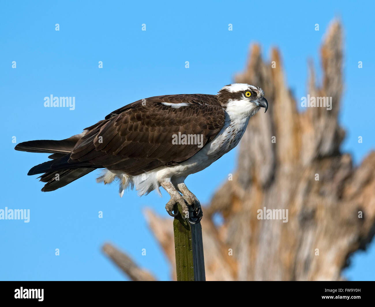 Osprey standing hi-res stock photography and images - Alamy