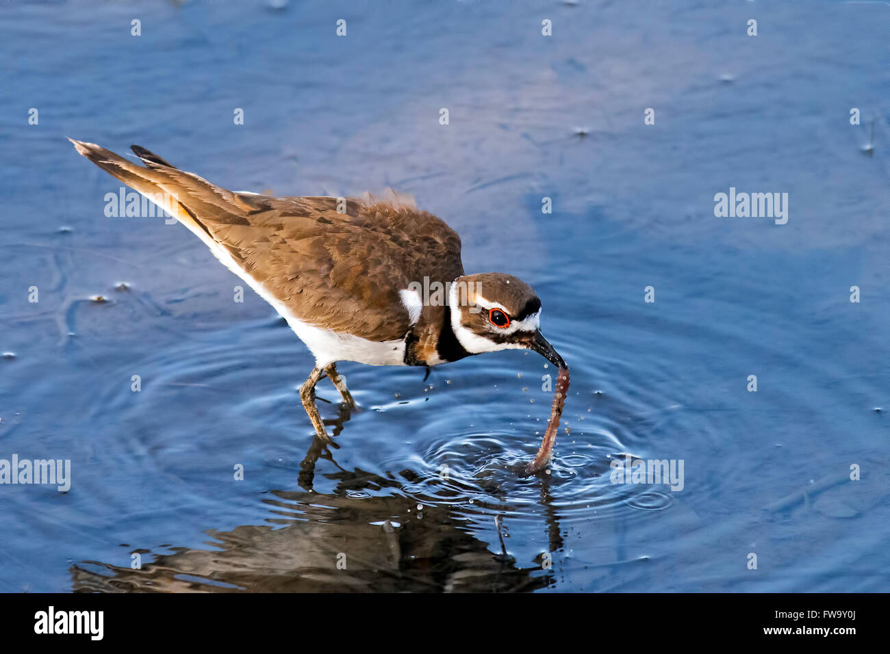 Bird pulling worm hi-res stock photography and images - Alamy