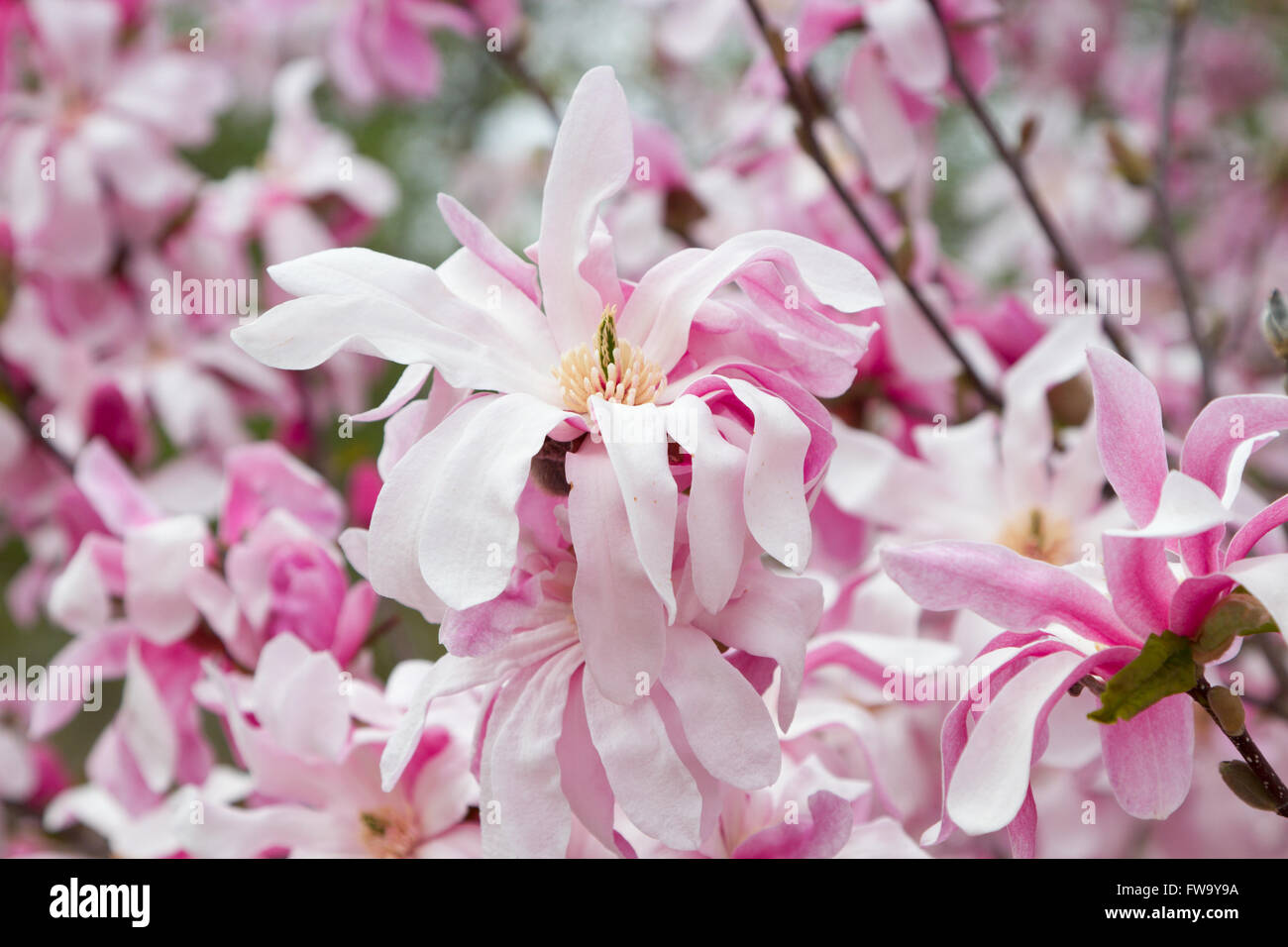 Magnolia tree flower hi-res stock photography and images - Alamy
