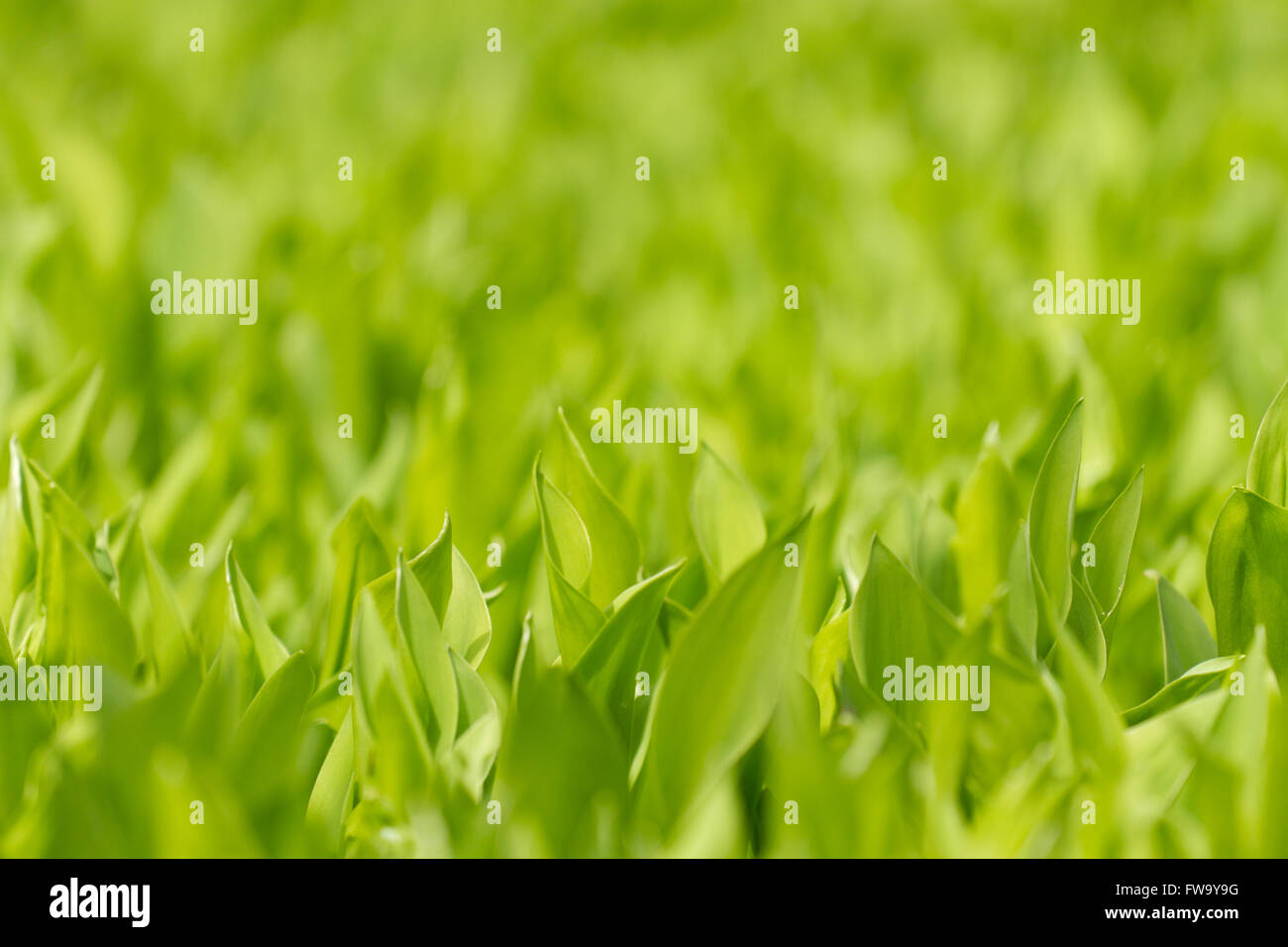 Close-up green grass Stock Photo - Alamy