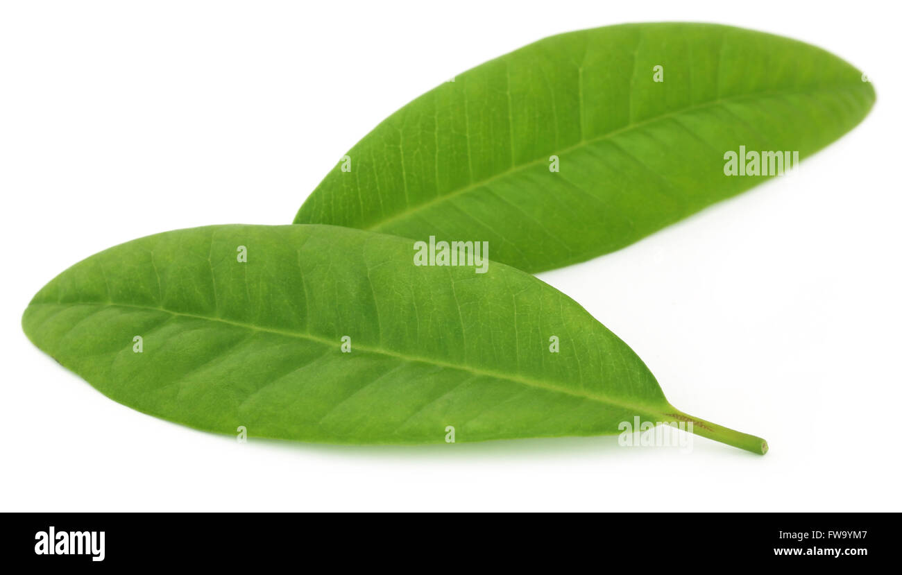 Clove leaves over white background Stock Photo - Alamy