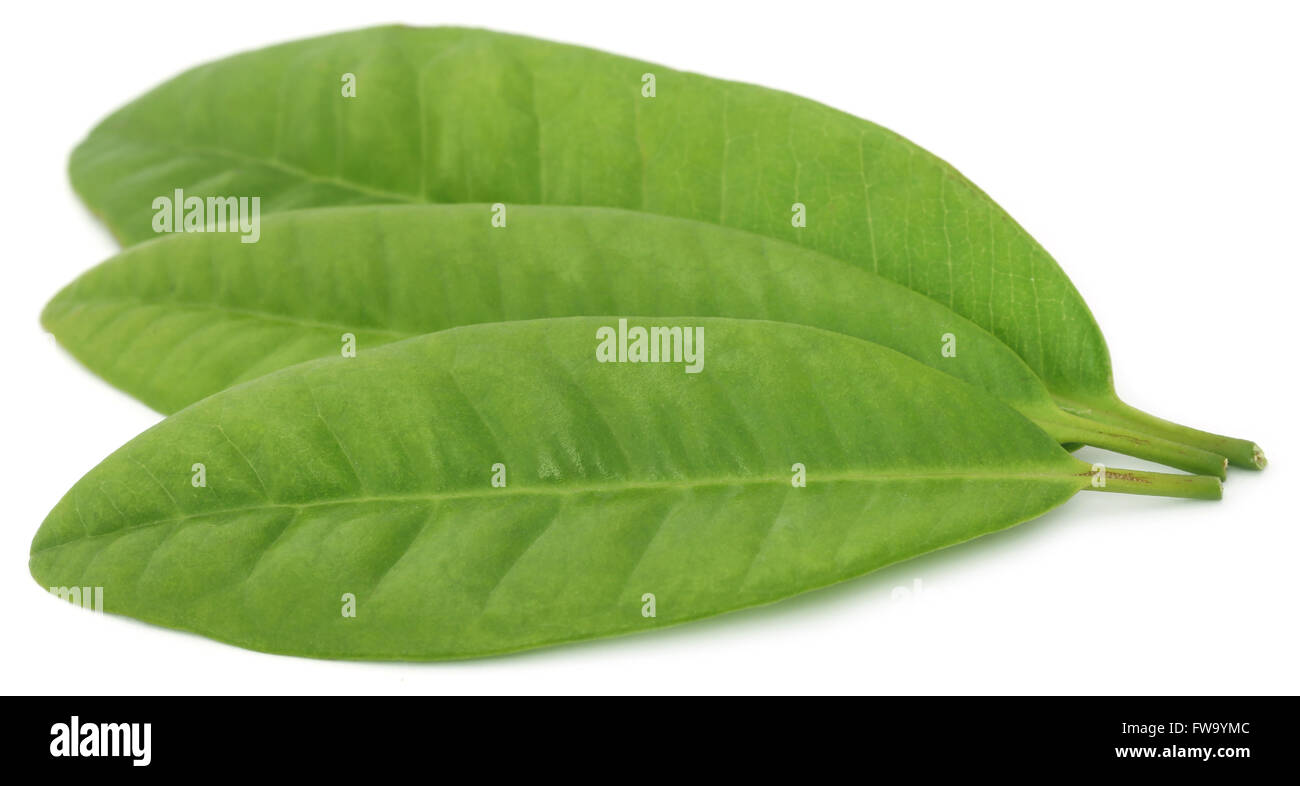 Clove tree leaves hi-res stock photography and images - Alamy