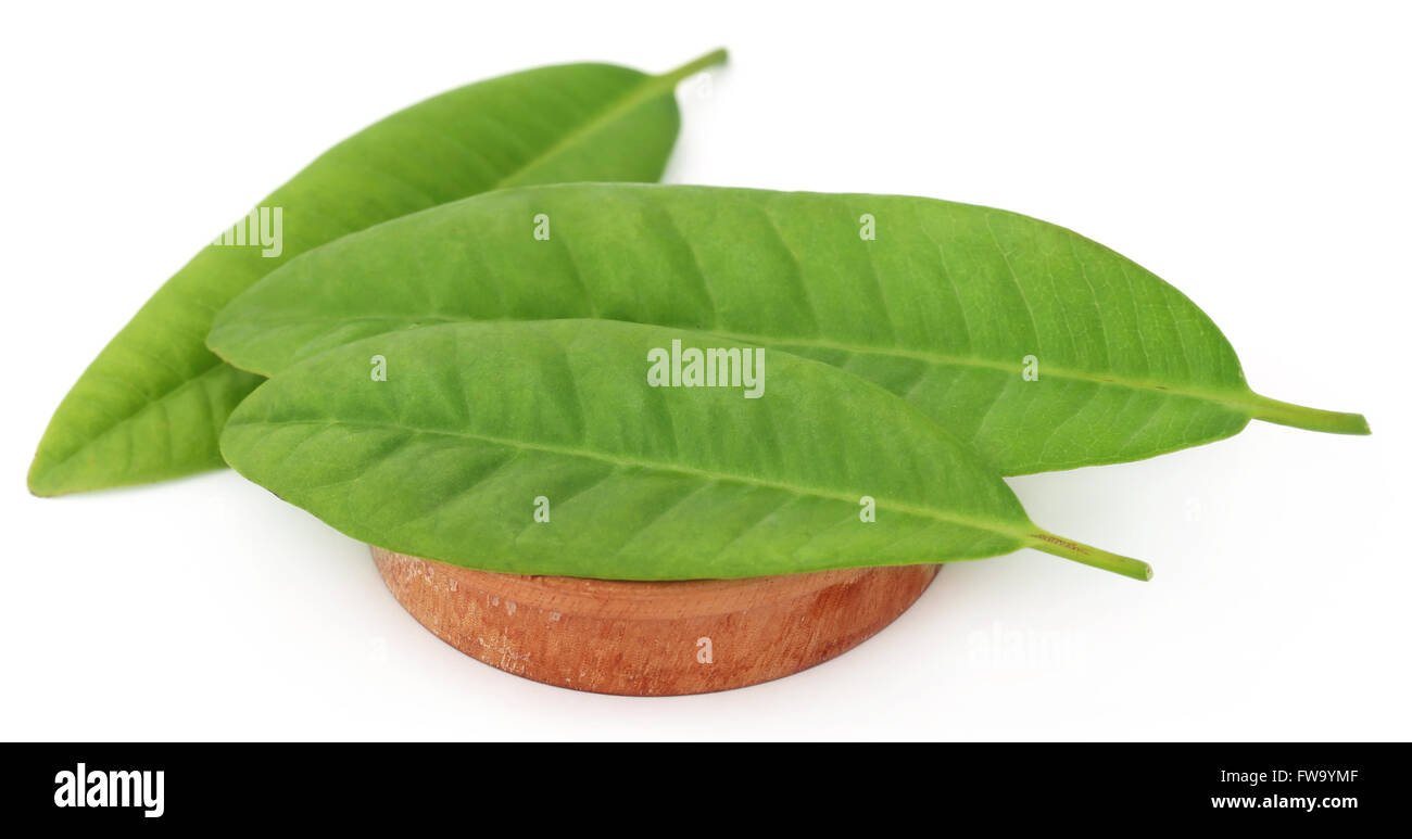 Clove tree leaves hi-res stock photography and images - Alamy
