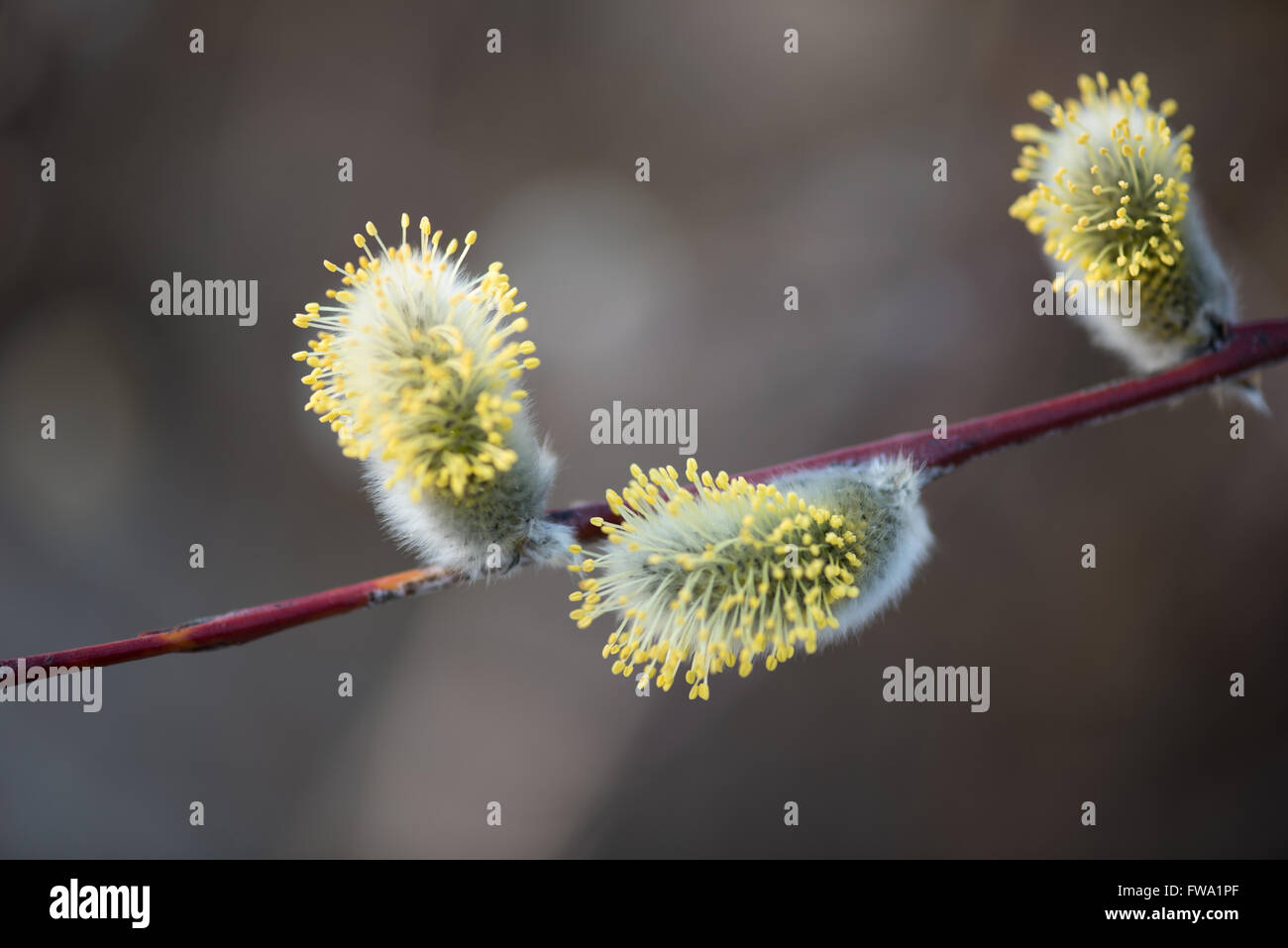 First buds of Goat Willow in spring Stock Photo - Alamy