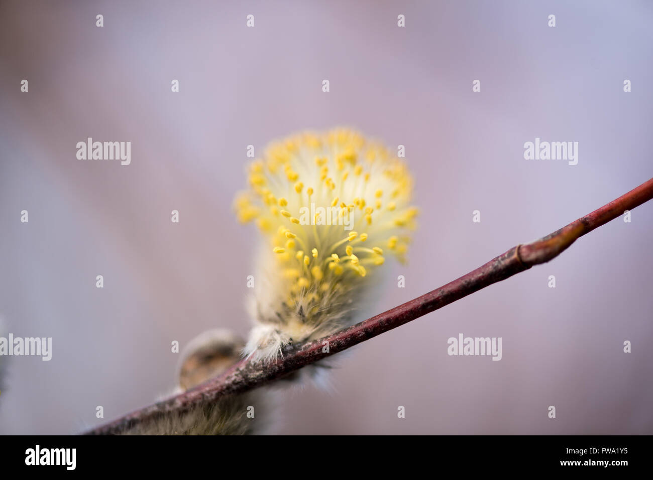 First buds of Goat Willow in spring Stock Photo - Alamy