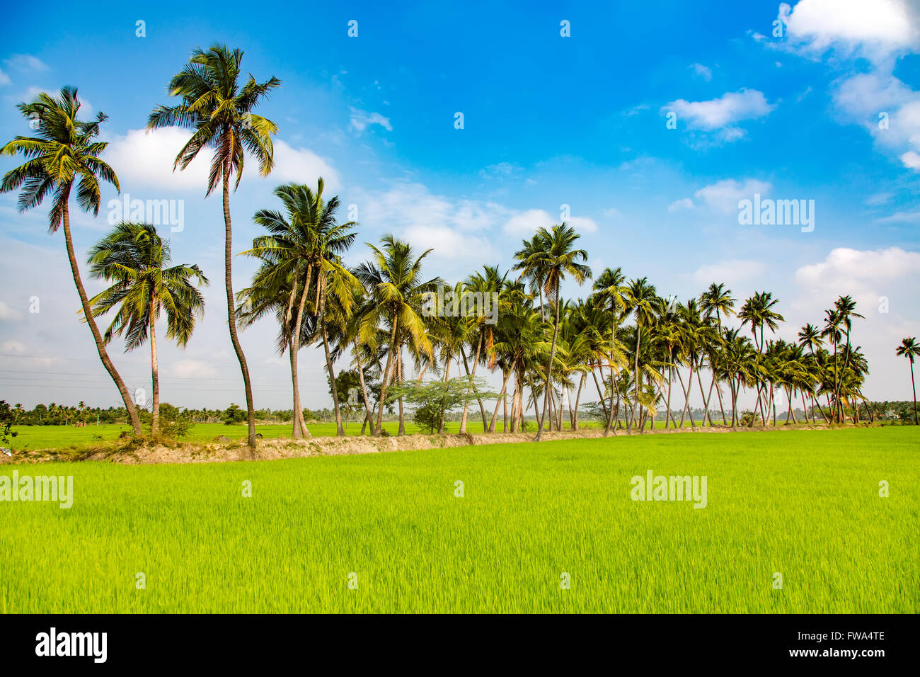 Paddy fields in India Stock Photo - Alamy