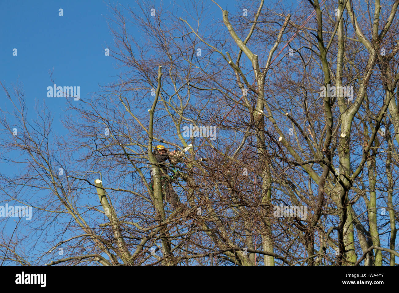 Man in a beech tree using a chainsaw Stock Photo - Alamy