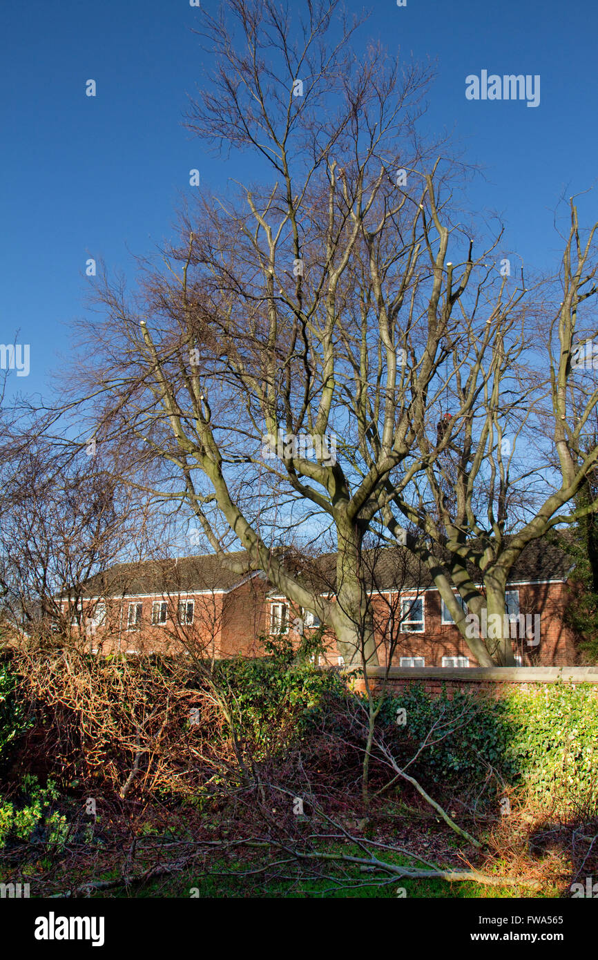 Man in a beech tree using a chainsaw Stock Photo - Alamy
