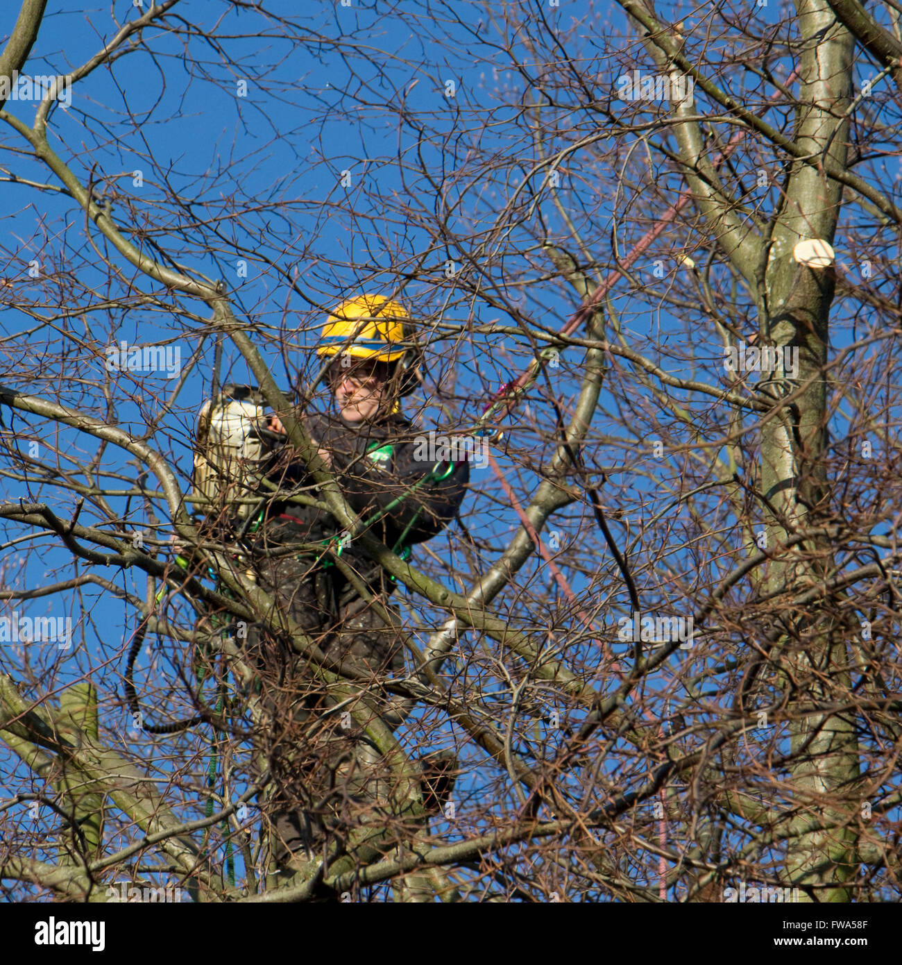 Man in a beech tree using a chainsaw Stock Photo - Alamy