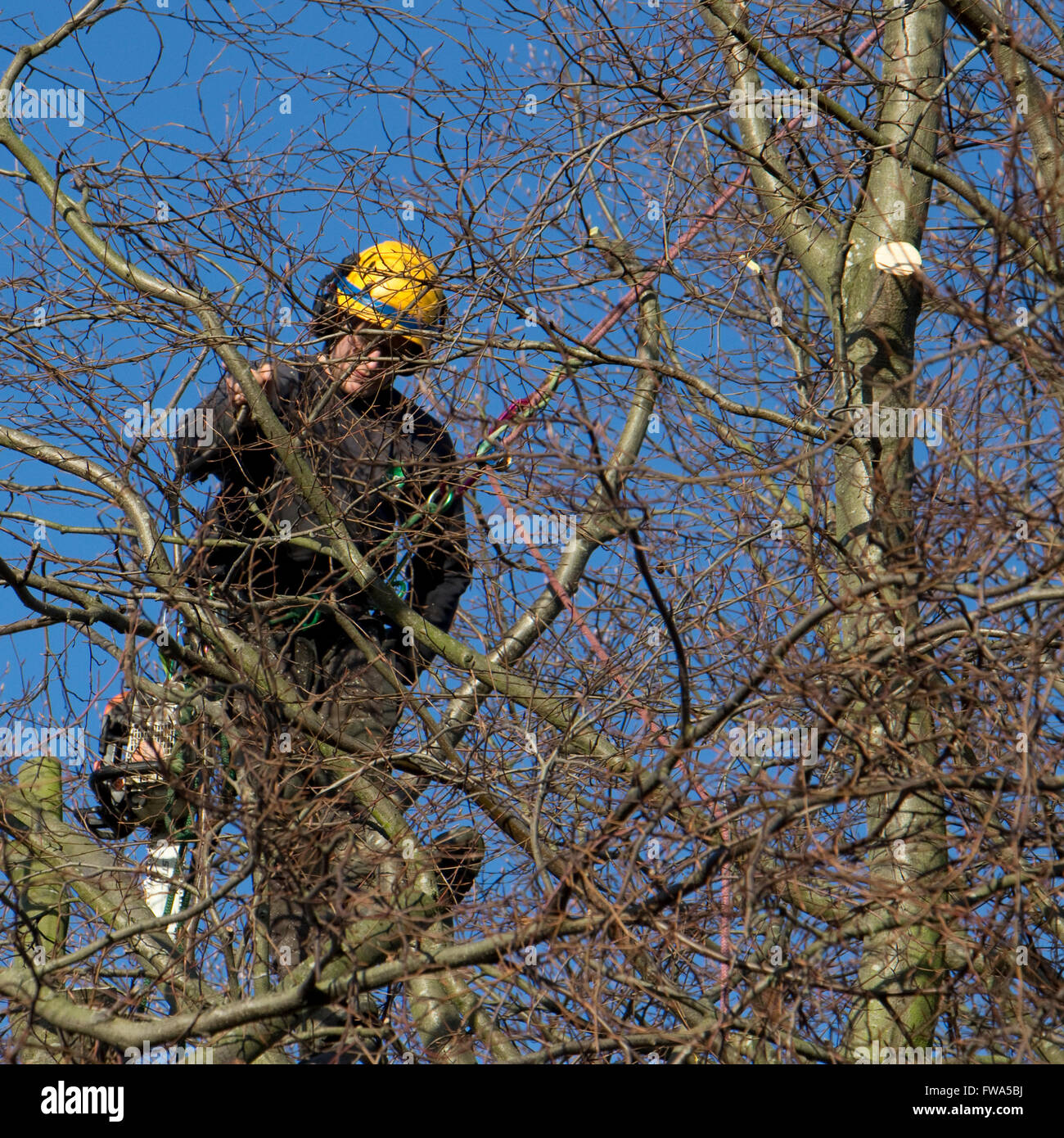 Man in a beech tree using a chainsaw Stock Photo - Alamy