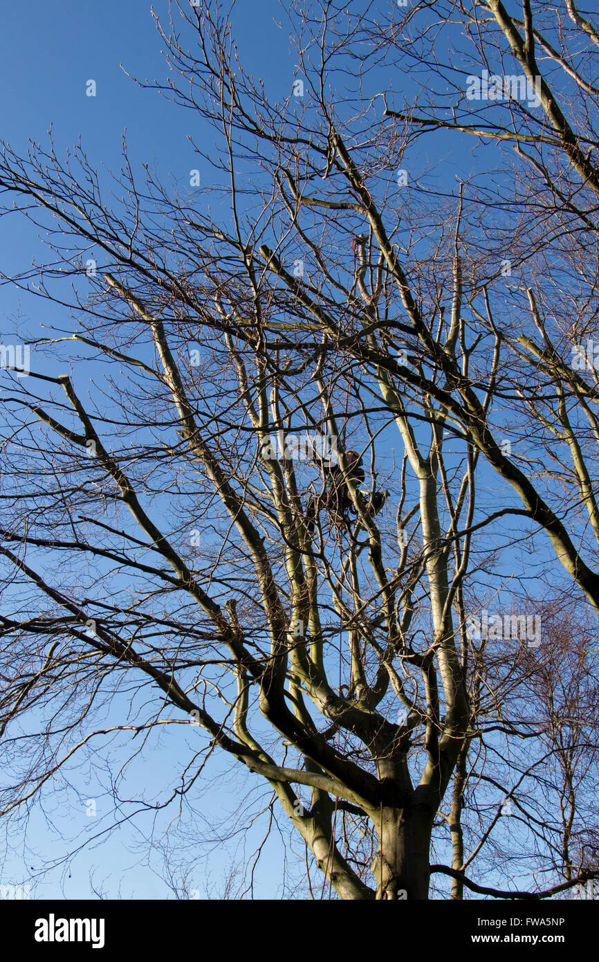 Man in a beech tree using a chainsaw Stock Photo - Alamy