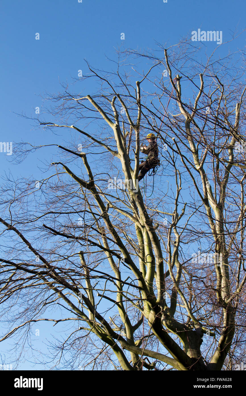Man in a beech tree using a chainsaw Stock Photo - Alamy