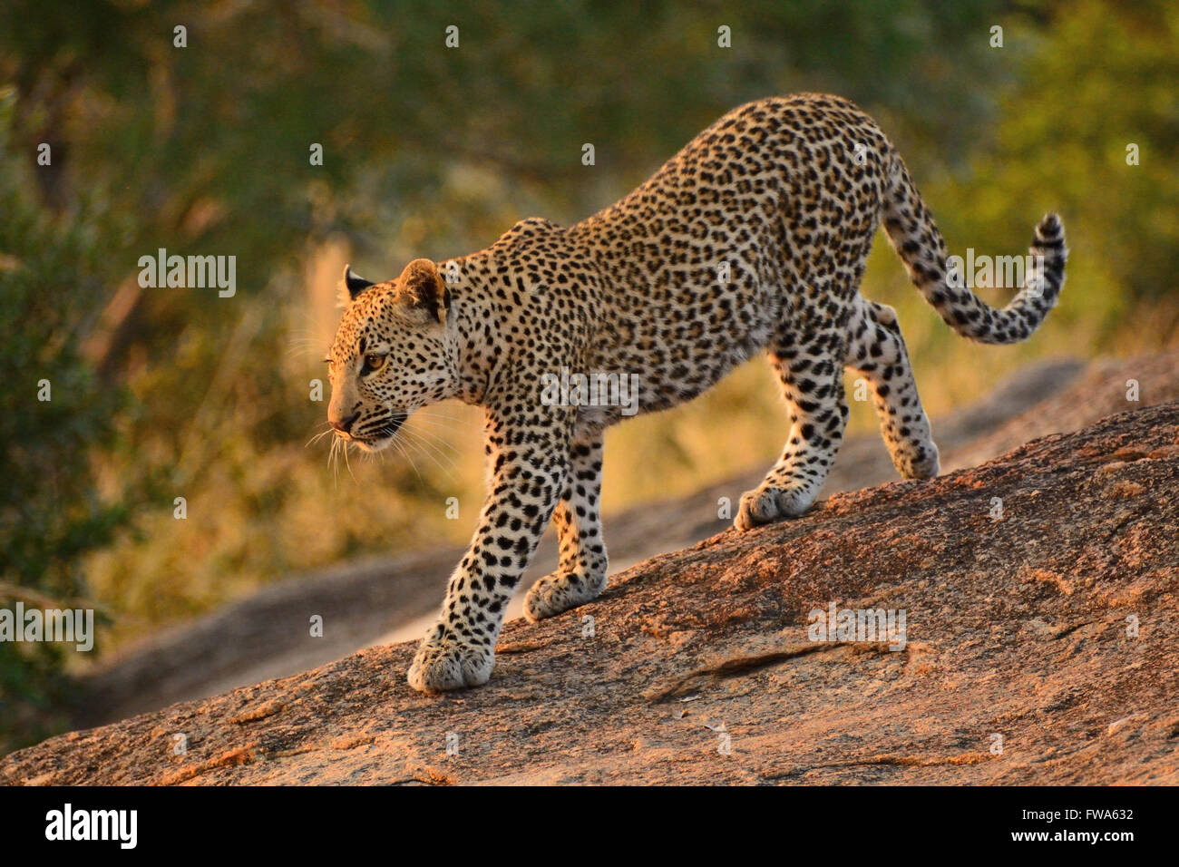 Young leopard walking hi-res stock photography and images - Alamy
