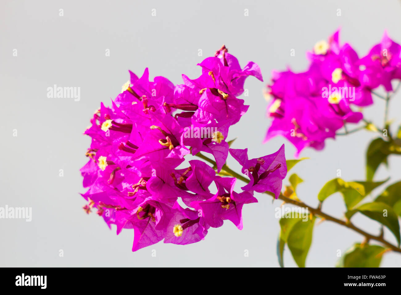 Very pretty flowers hi-res stock photography and images - Alamy
