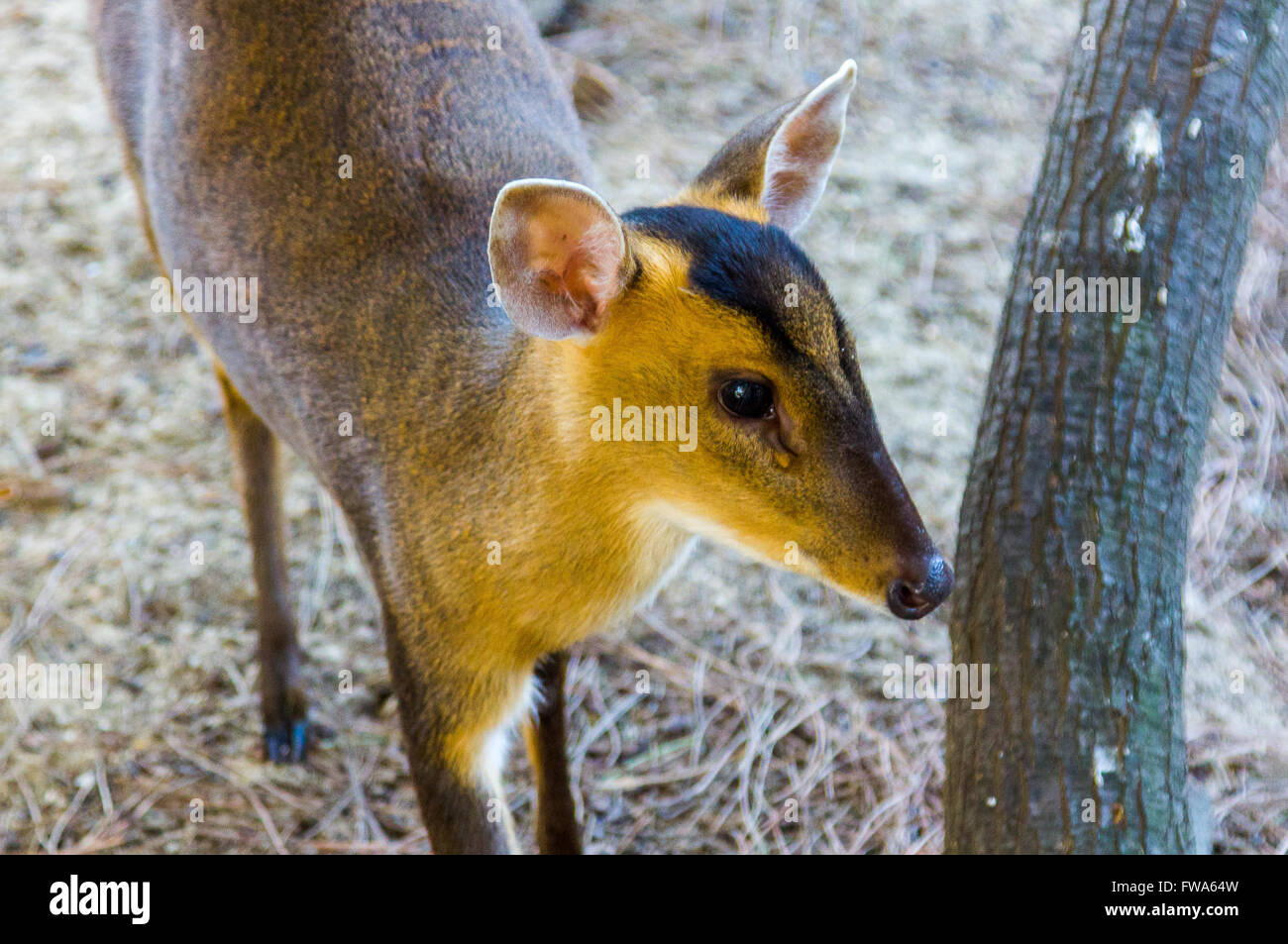Chinese muntjak hi-res stock photography and images - Alamy