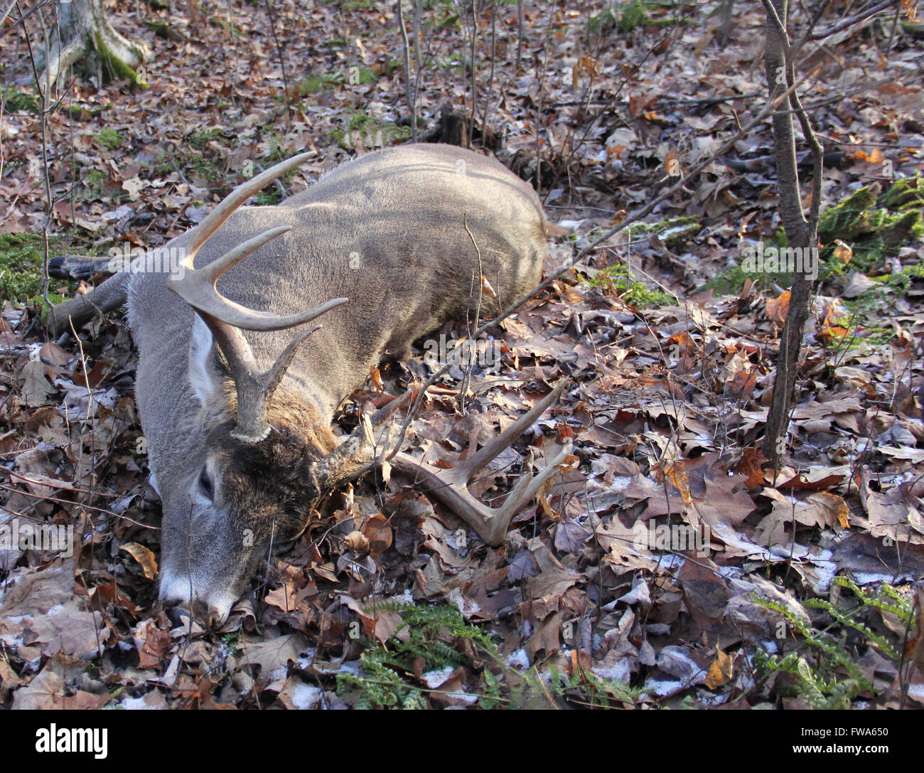 Whitetail buck hi-res stock photography and images - Alamy