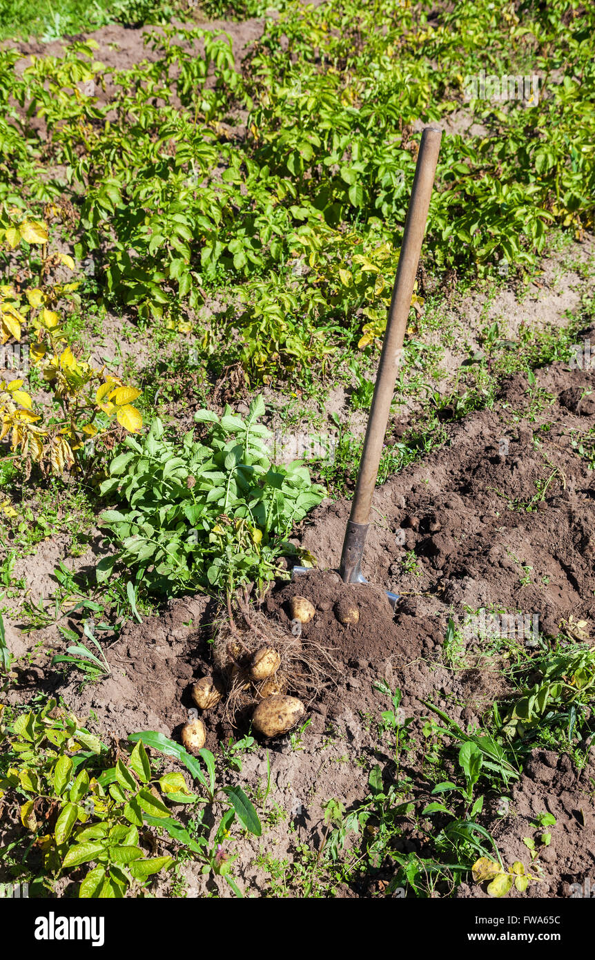 Digging potatoes with shovel on the field from soil. Potatoes ...