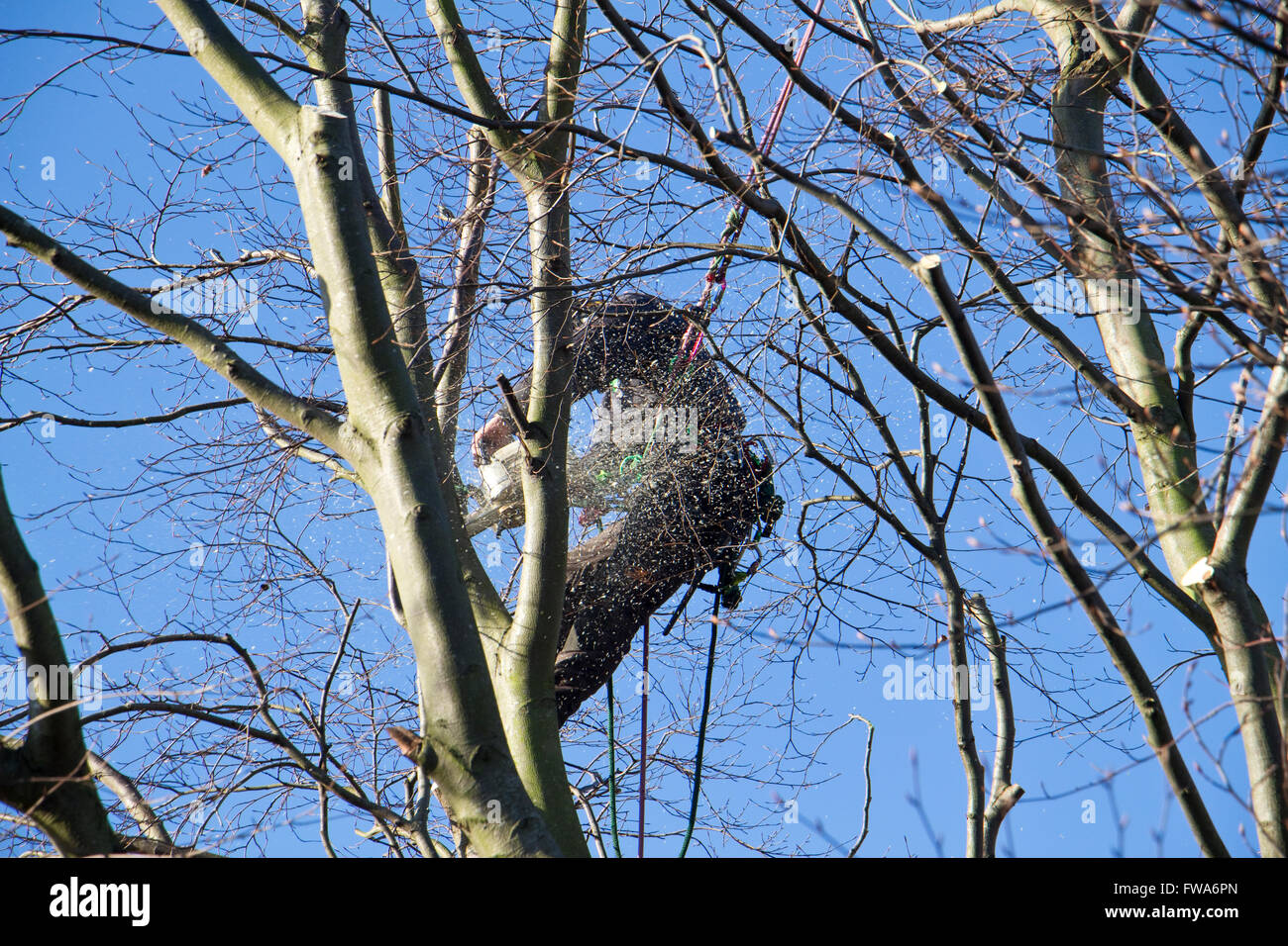 Man in a beech tree using a chainsaw Stock Photo - Alamy