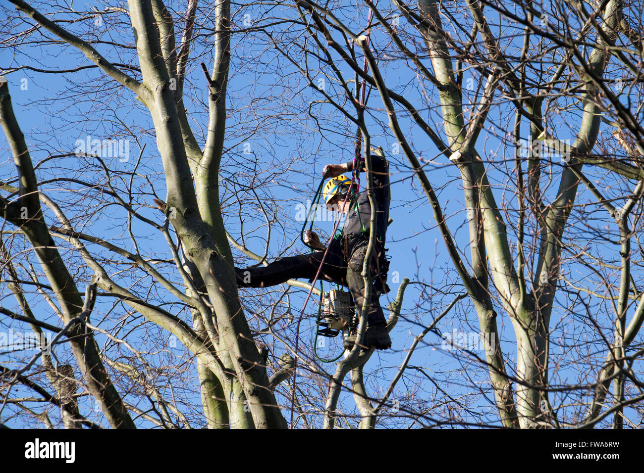 Man in a beech tree using a chainsaw Stock Photo - Alamy