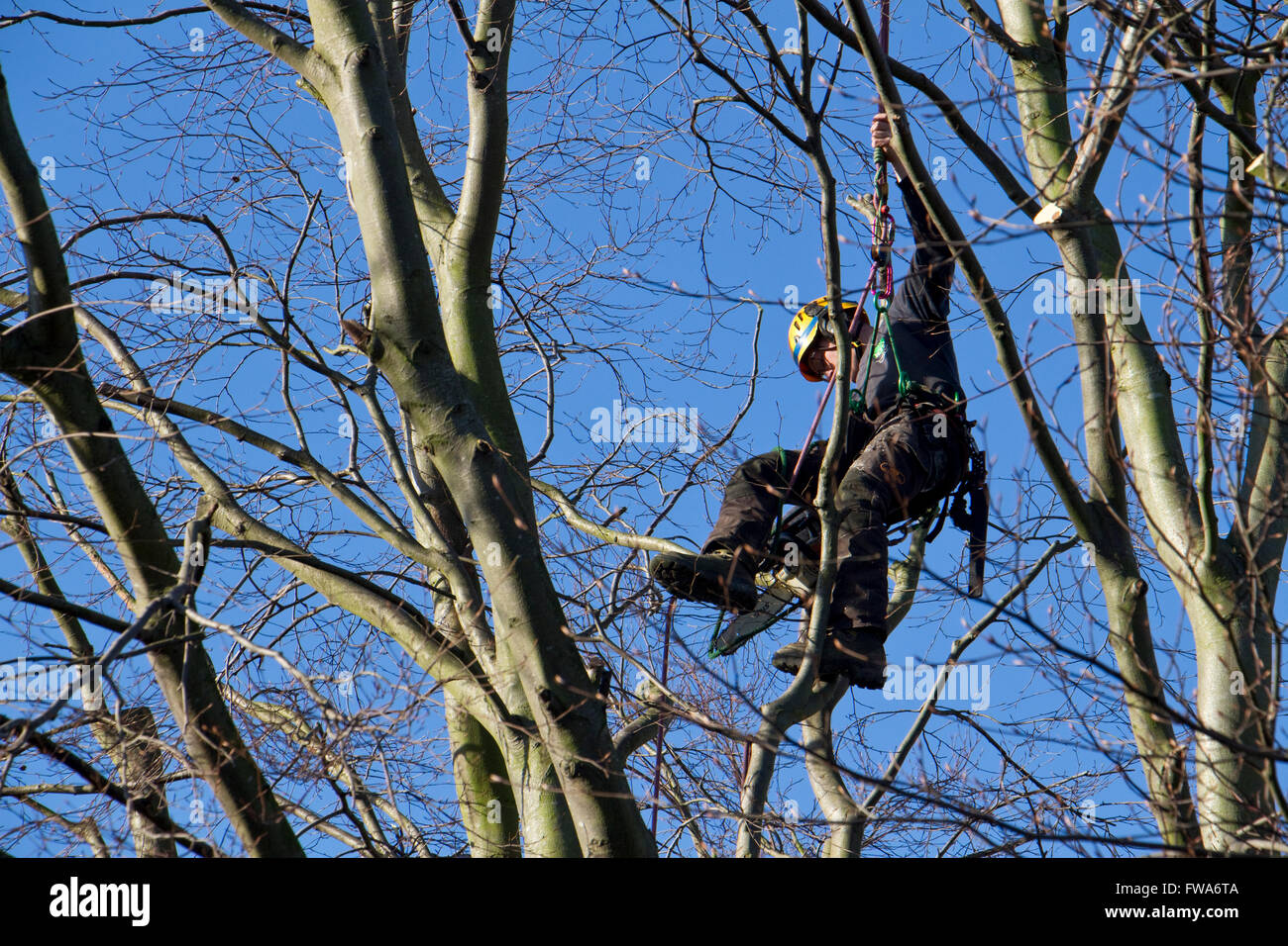 Man in a beech tree using a chainsaw Stock Photo - Alamy