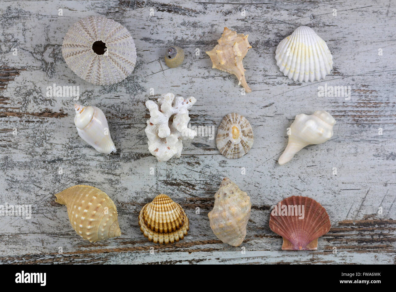 Different shells in a wood background Stock Photo - Alamy