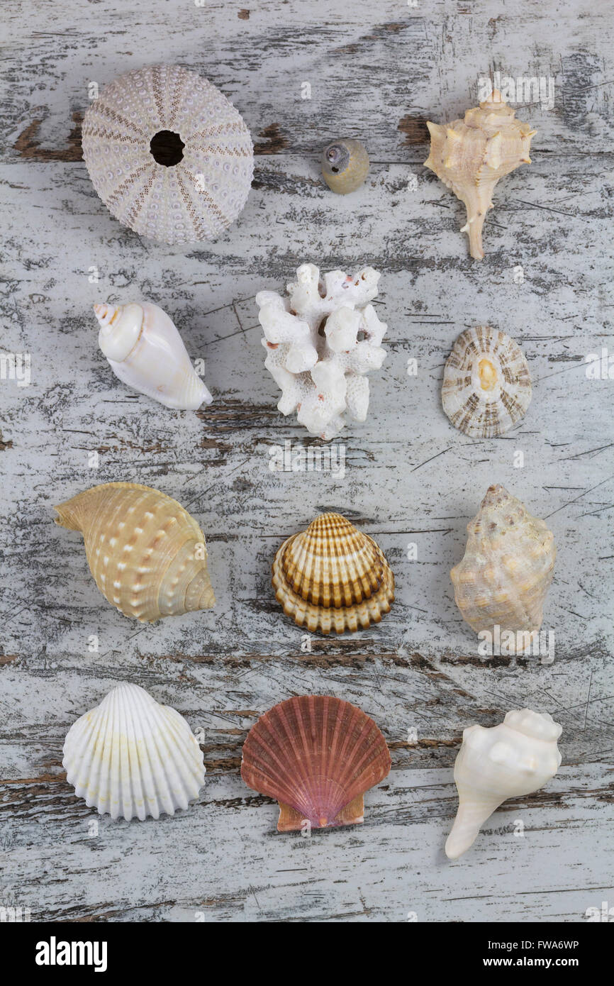 Different shells in a wood background Stock Photo - Alamy