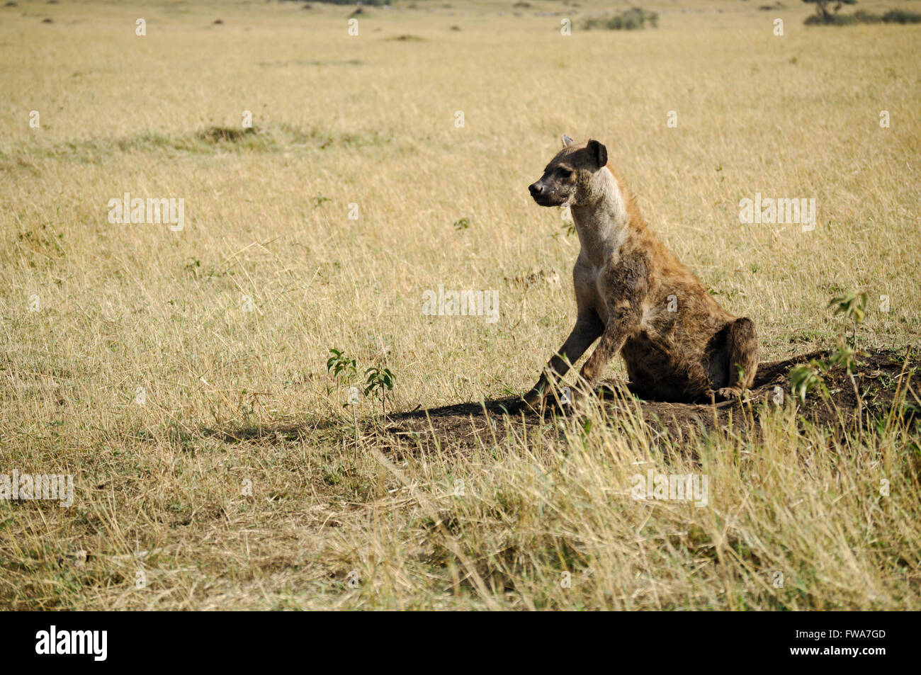 Hyena Sitting High Resolution Stock Photography and Images - Alamy