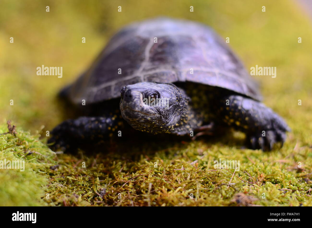 European bog turtle - Emys orbicularis environmental claw Stock Photo ...