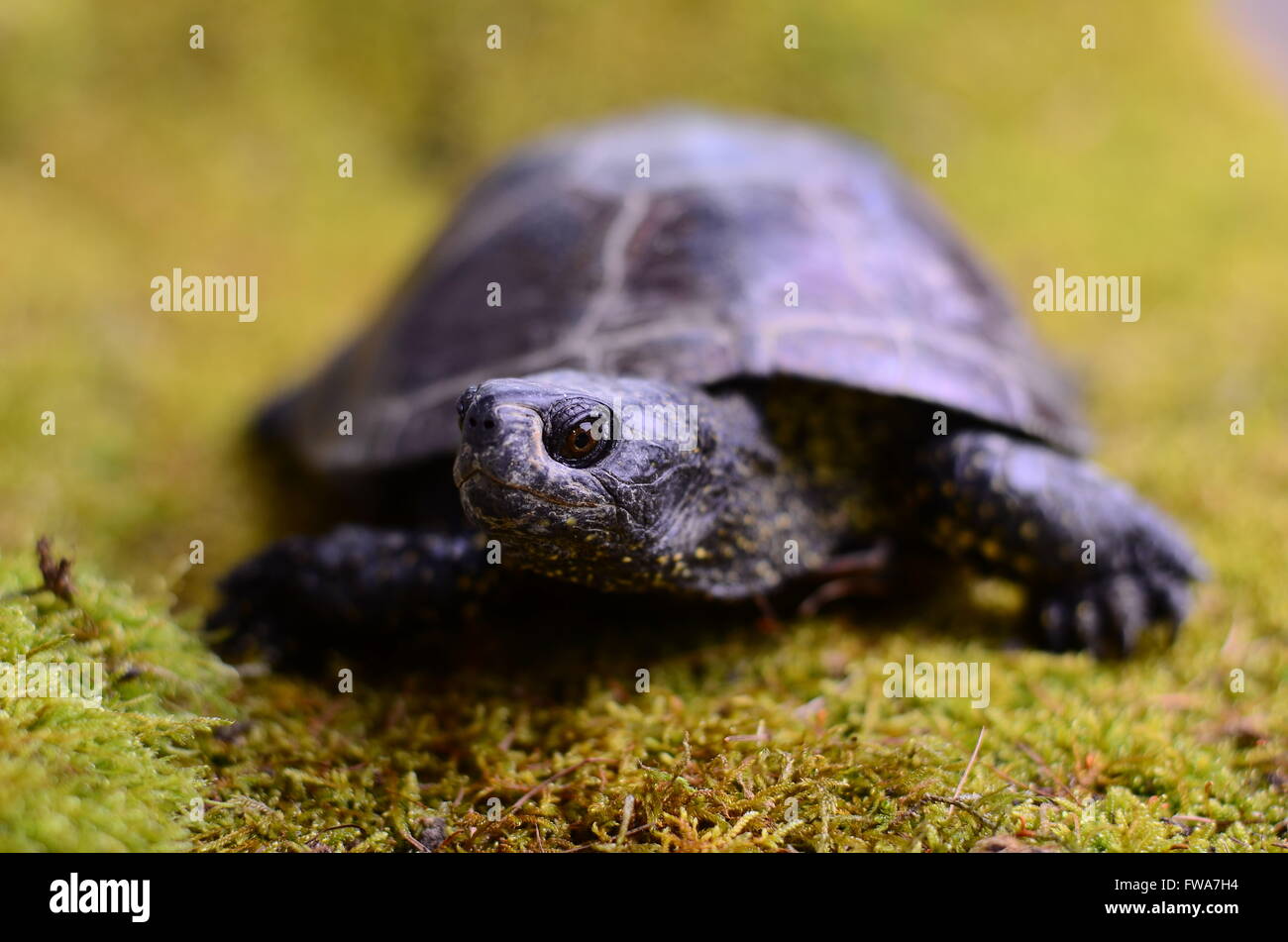 European bog turtle - Emys orbicularis environmental claw Stock Photo ...