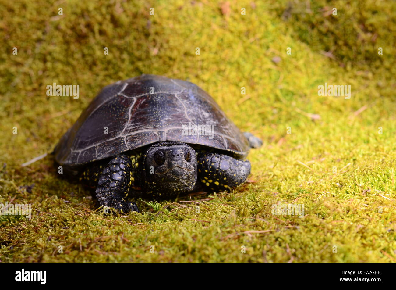 European bog turtle - Emys orbicularis environmental claw Stock Photo ...