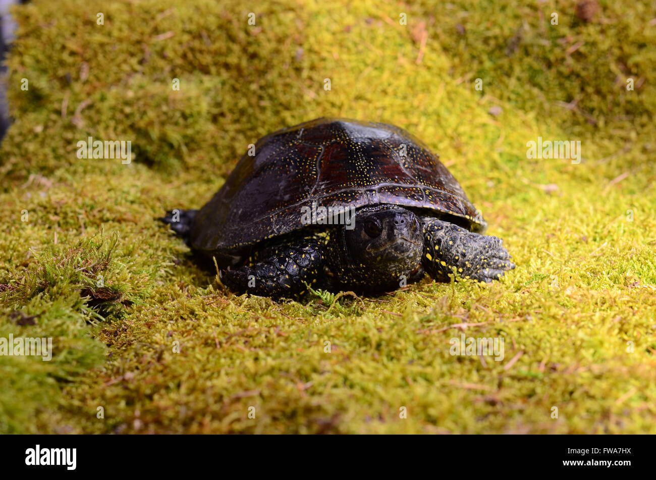 European bog turtle - Emys orbicularis environmental claw Stock Photo ...