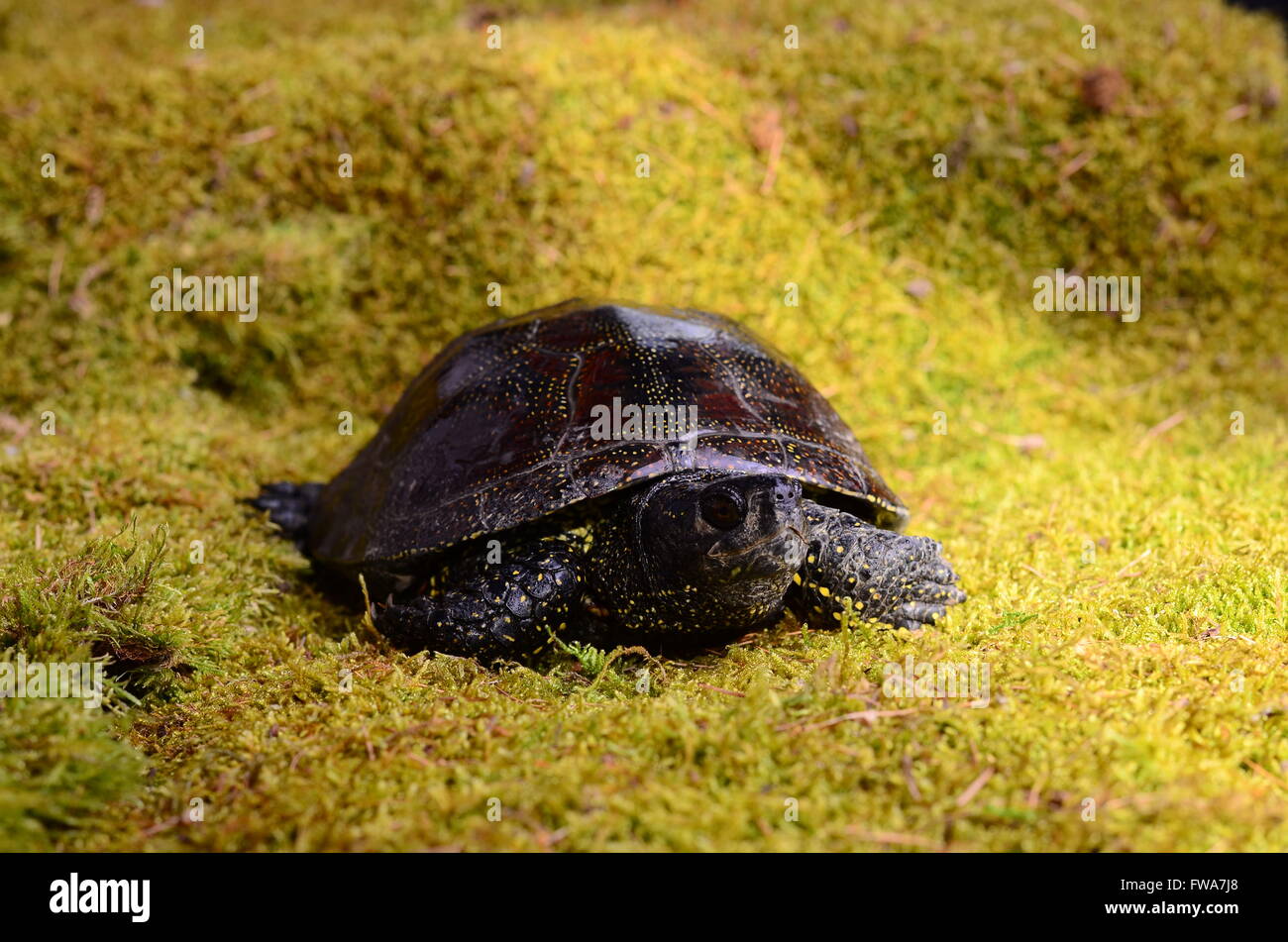 European bog turtle - Emys orbicularis environmental claw Stock Photo ...