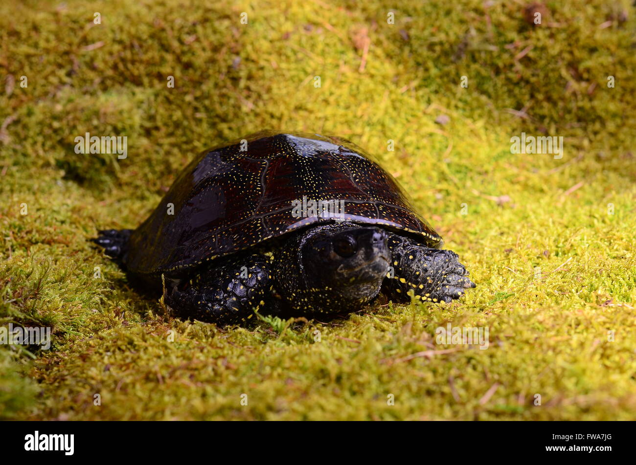European bog turtle - Emys orbicularis environmental claw Stock Photo ...