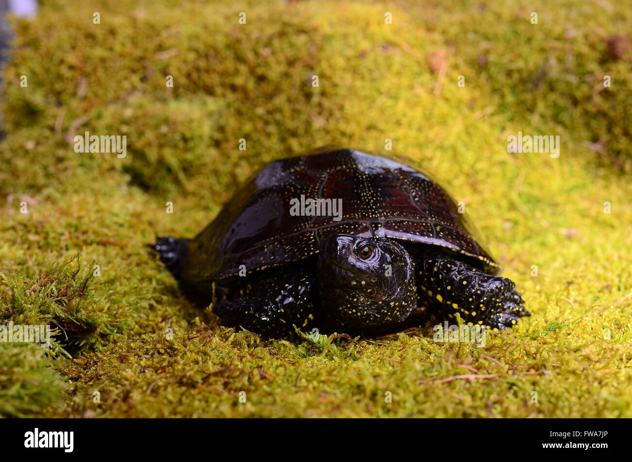 European bog turtle - Emys orbicularis environmental claw Stock Photo ...