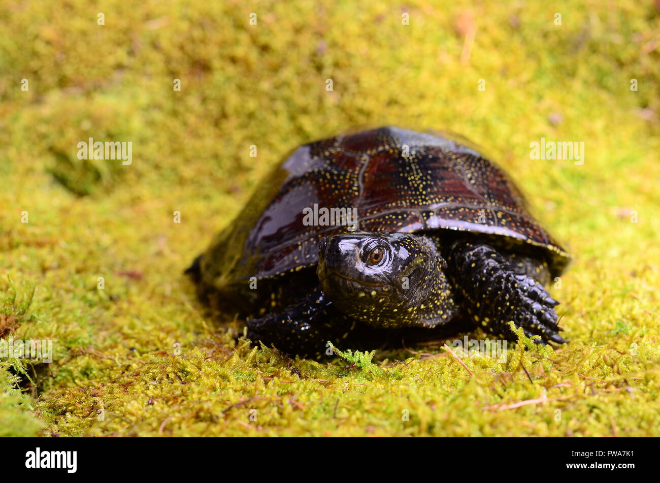 European bog turtle - Emys orbicularis environmental claw Stock Photo ...