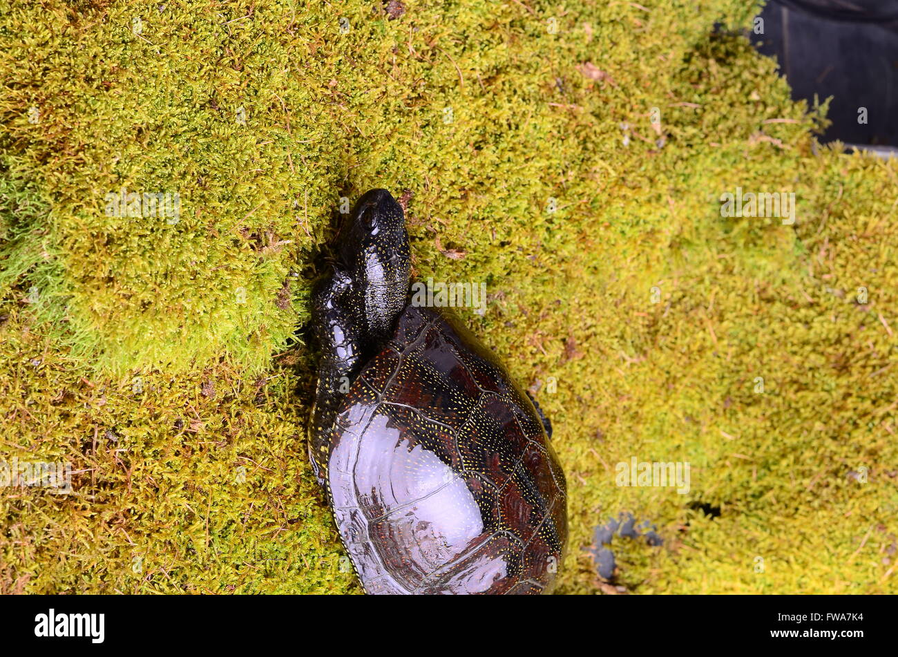 European bog turtle - Emys orbicularis environmental claw Stock Photo ...