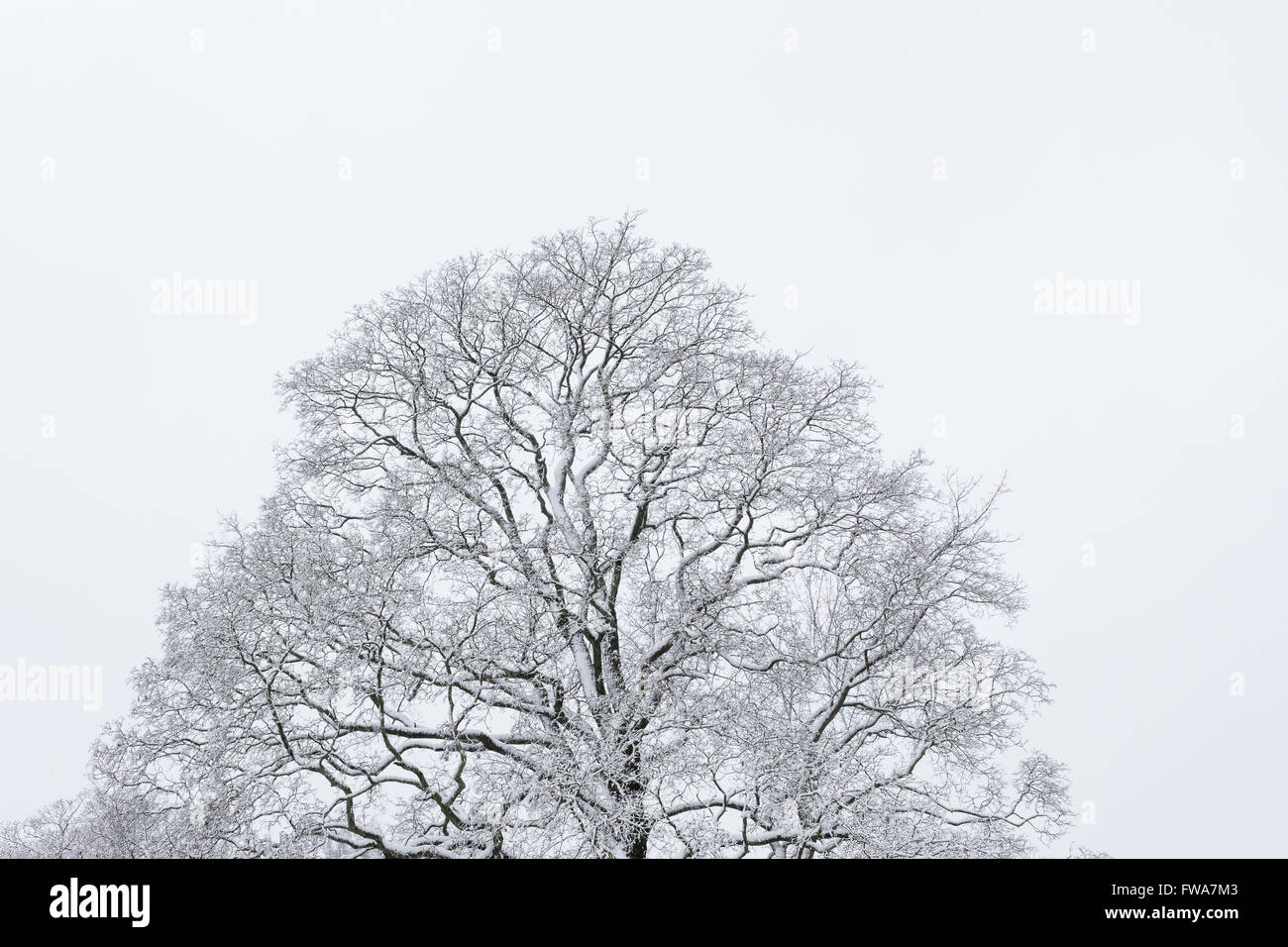 Big tree cloudy sky black and white background Stock Photo - Alamy