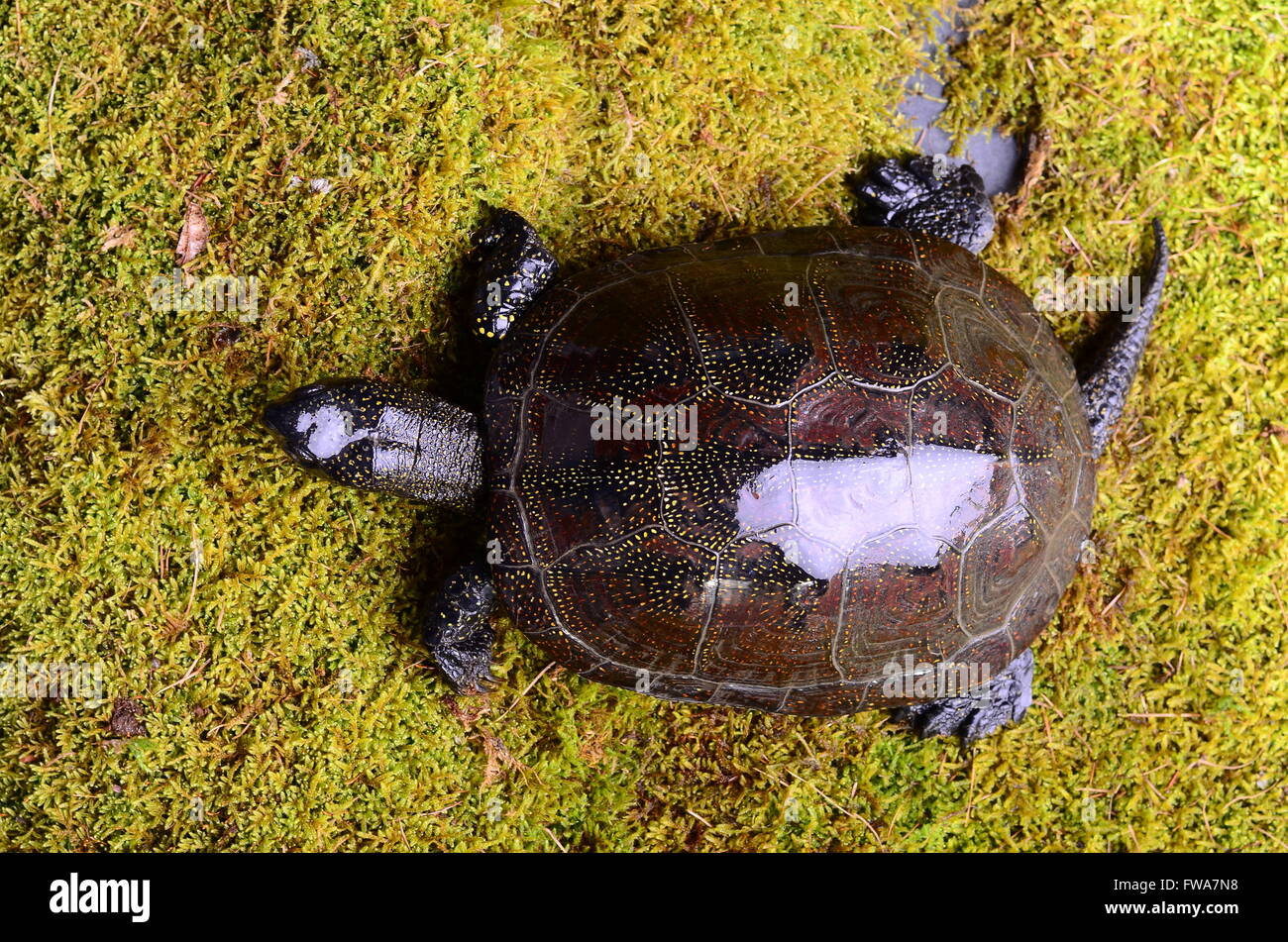 European bog turtle - Emys orbicularis environmental claw Stock Photo ...