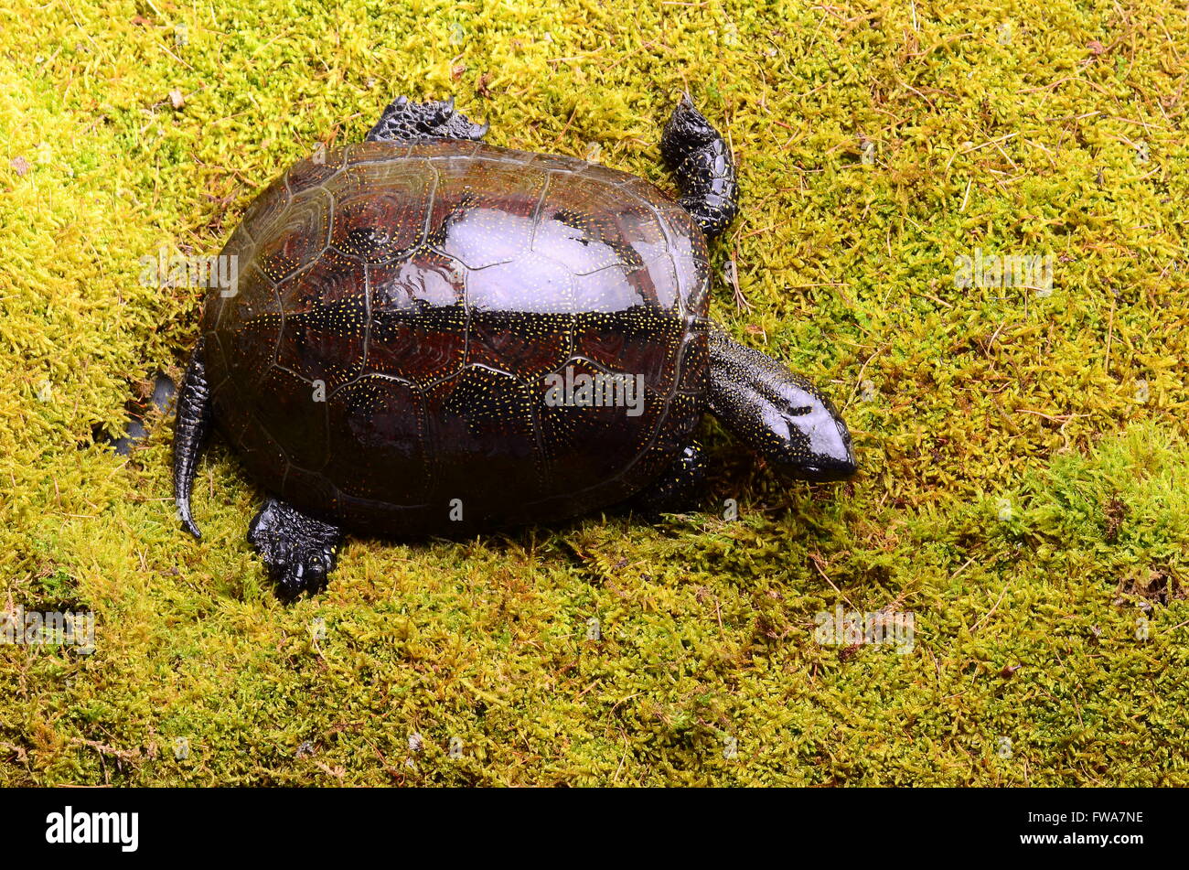 European bog turtle - Emys orbicularis environmental claw Stock Photo ...