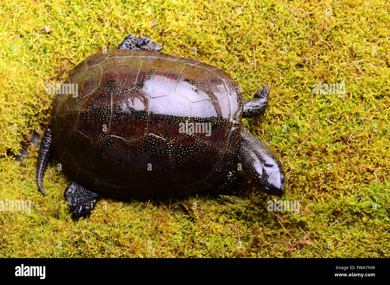 European bog turtle - Emys orbicularis environmental claw Stock Photo ...