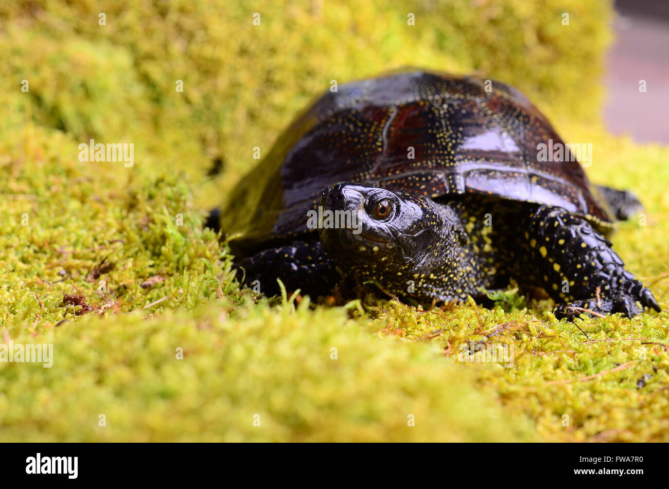 European bog turtle - Emys orbicularis environmental claw Stock Photo ...