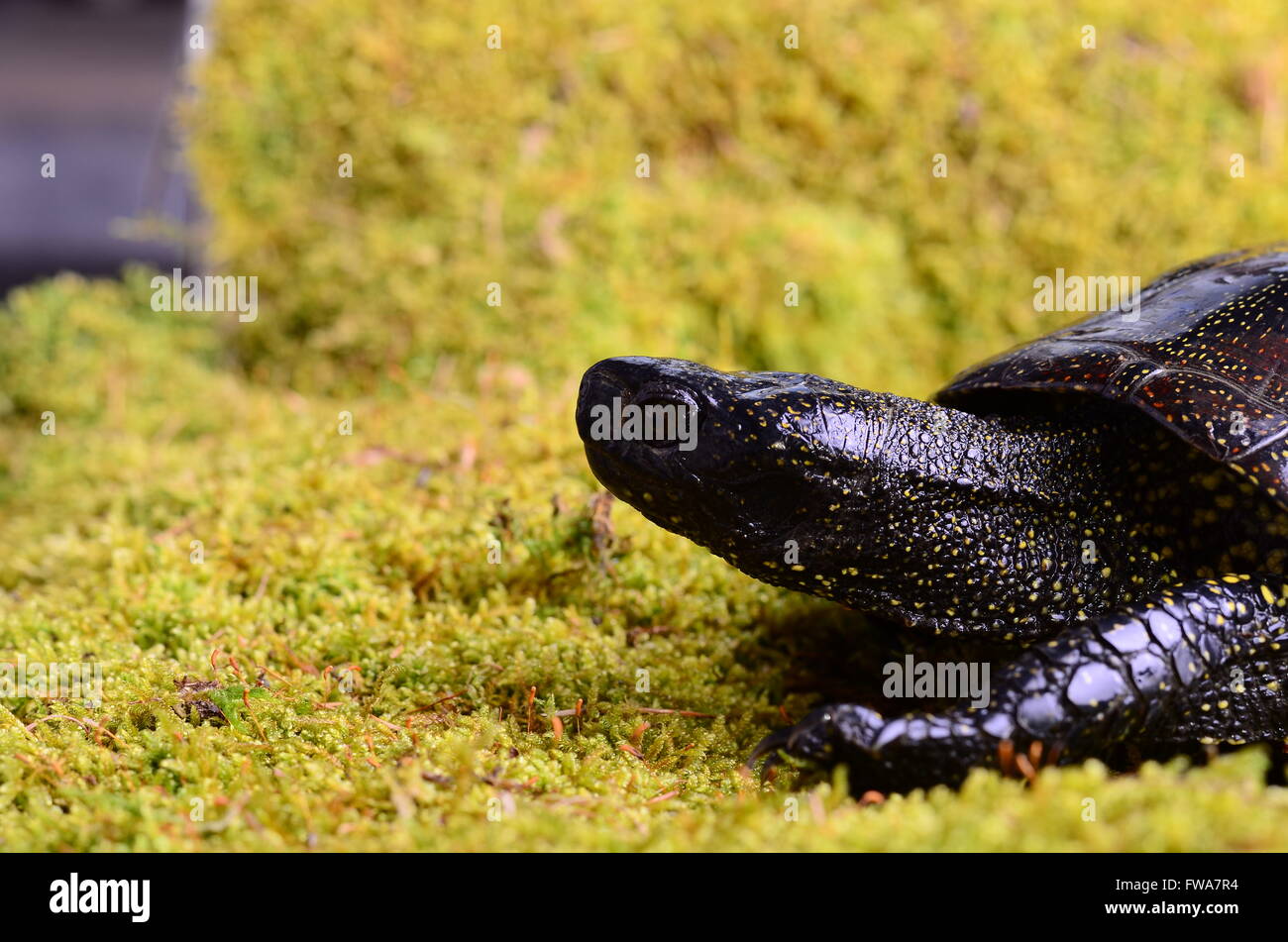 European bog turtle - Emys orbicularis environmental claw Stock Photo ...