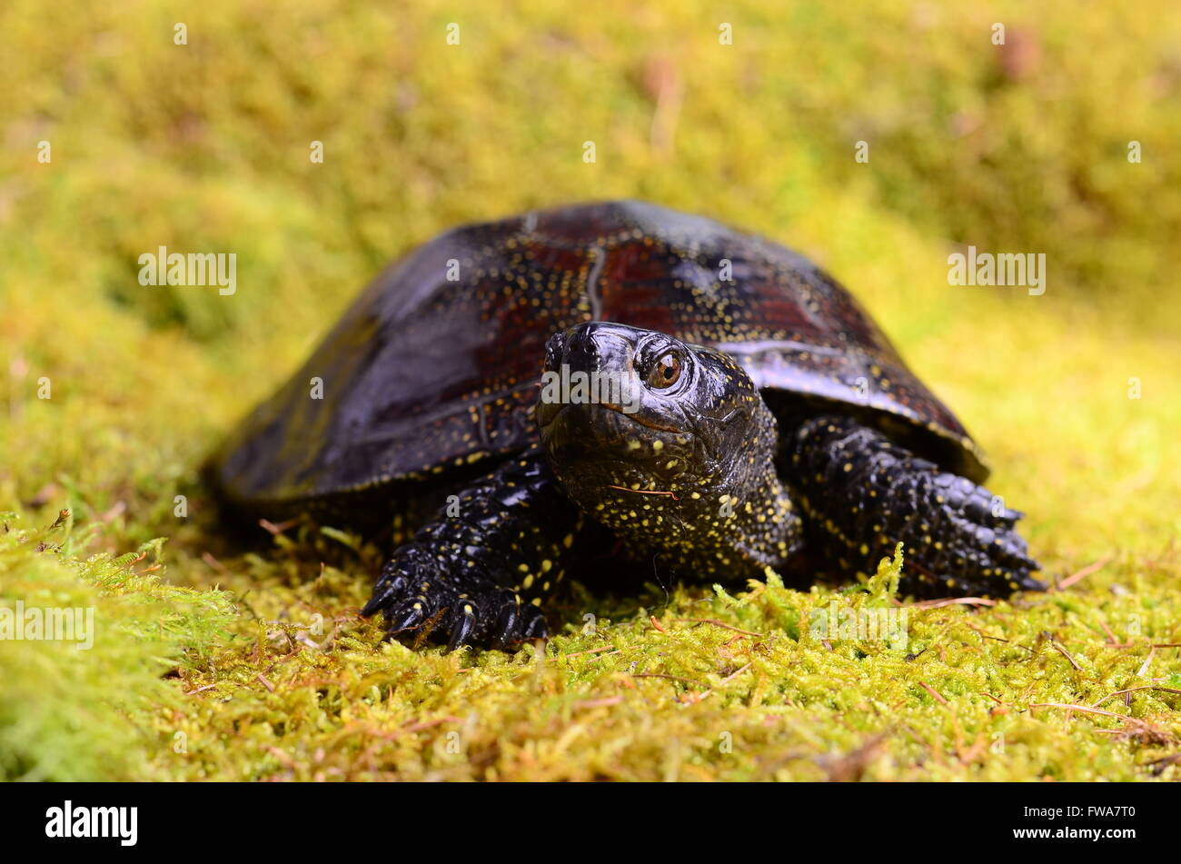 European bog turtle - Emys orbicularis environmental claw Stock Photo ...