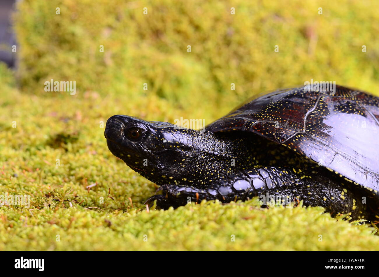 European bog turtle - Emys orbicularis environmental claw Stock Photo ...