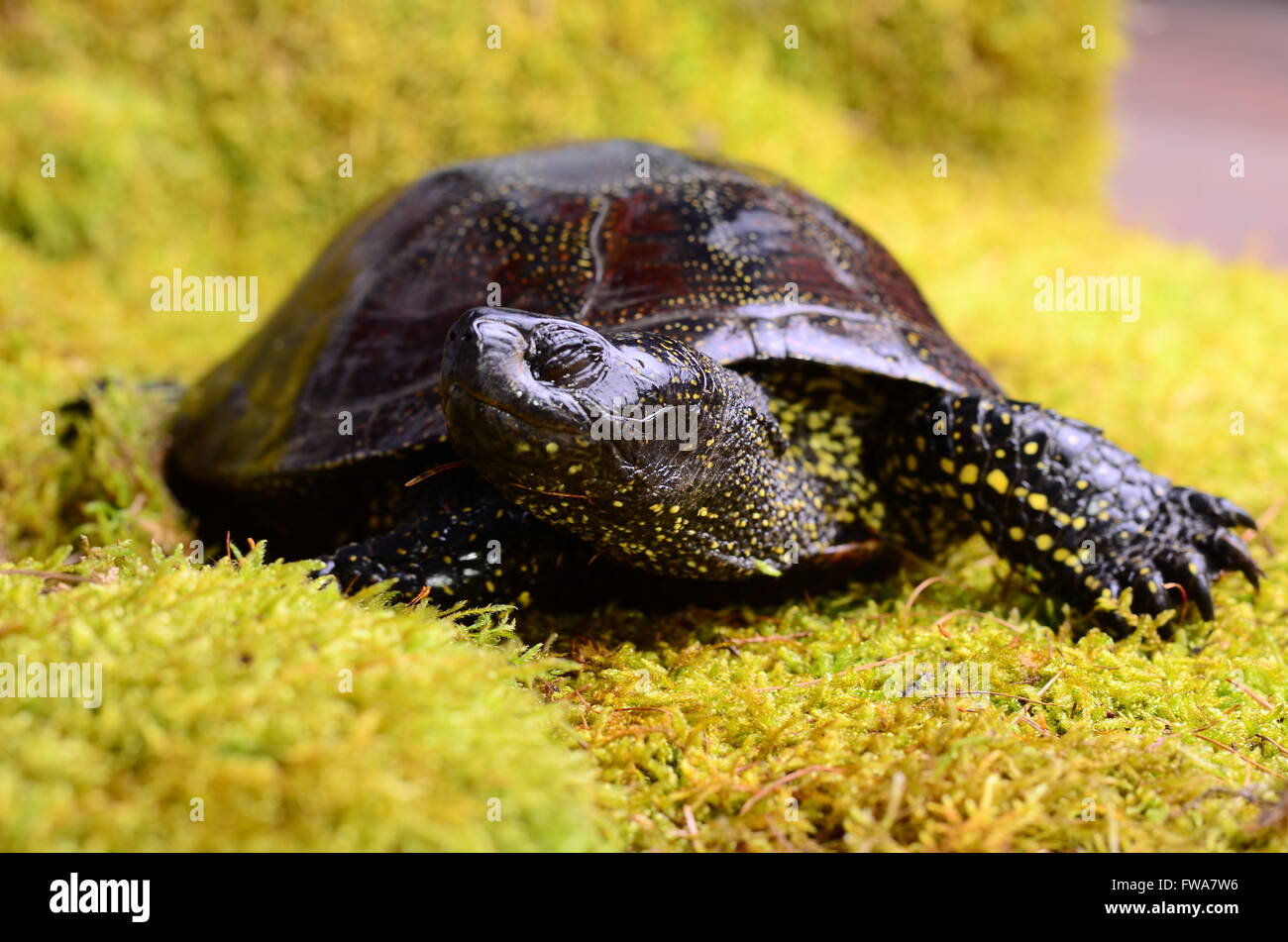 European bog turtle - Emys orbicularis environmental claw Stock Photo ...