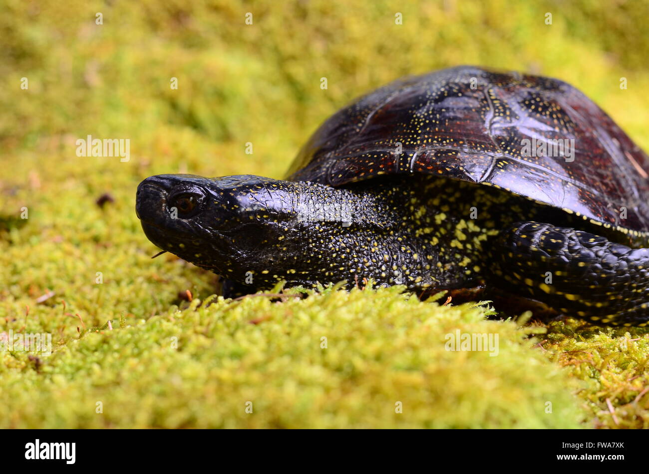 European bog turtle - Emys orbicularis environmental claw Stock Photo ...
